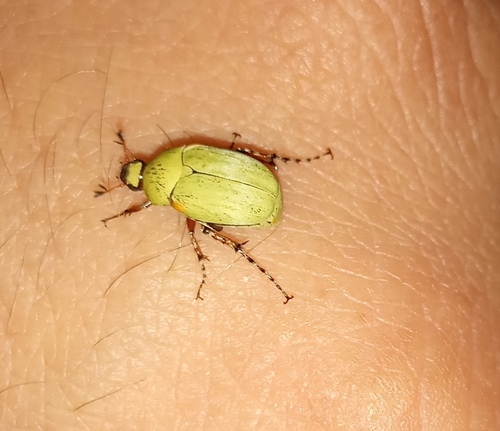 Isonychus sulphureus · iNaturalist