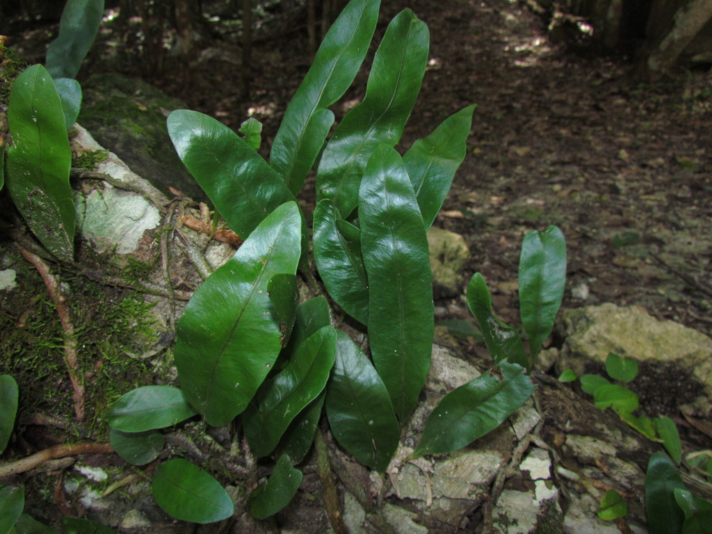 Microgramma nitida from Calakmul, Campeche on October 26, 2014 at 12:43 ...