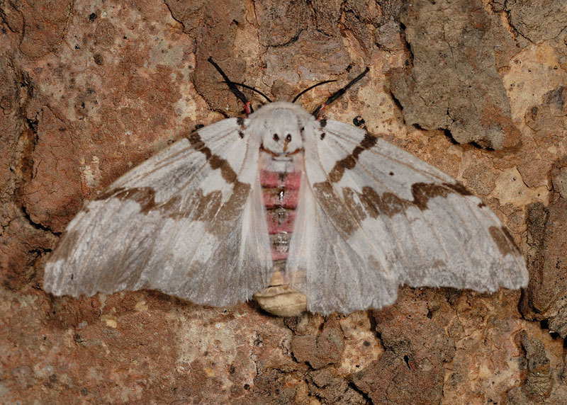 Lymantria from Si Satchanalai National Park on January 2, 2010 by Jan ...