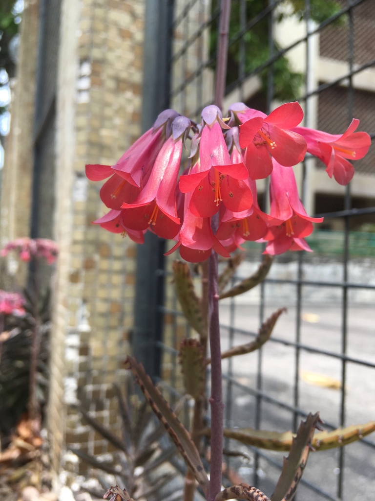 Mother of Thousands from King San Path, Hong Kong, , Hong Kong, HK on ...