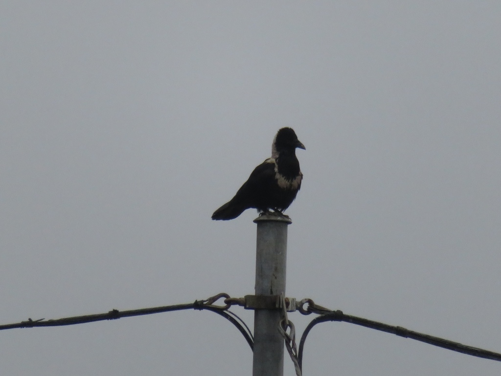 Collared Crow in April 2018 by yammeleung · iNaturalist