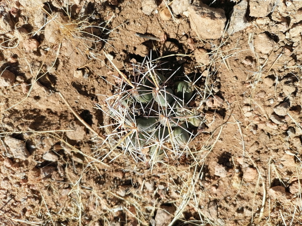 Long-tubercled Cory Cactus in January 2021 by Esperanza García ...