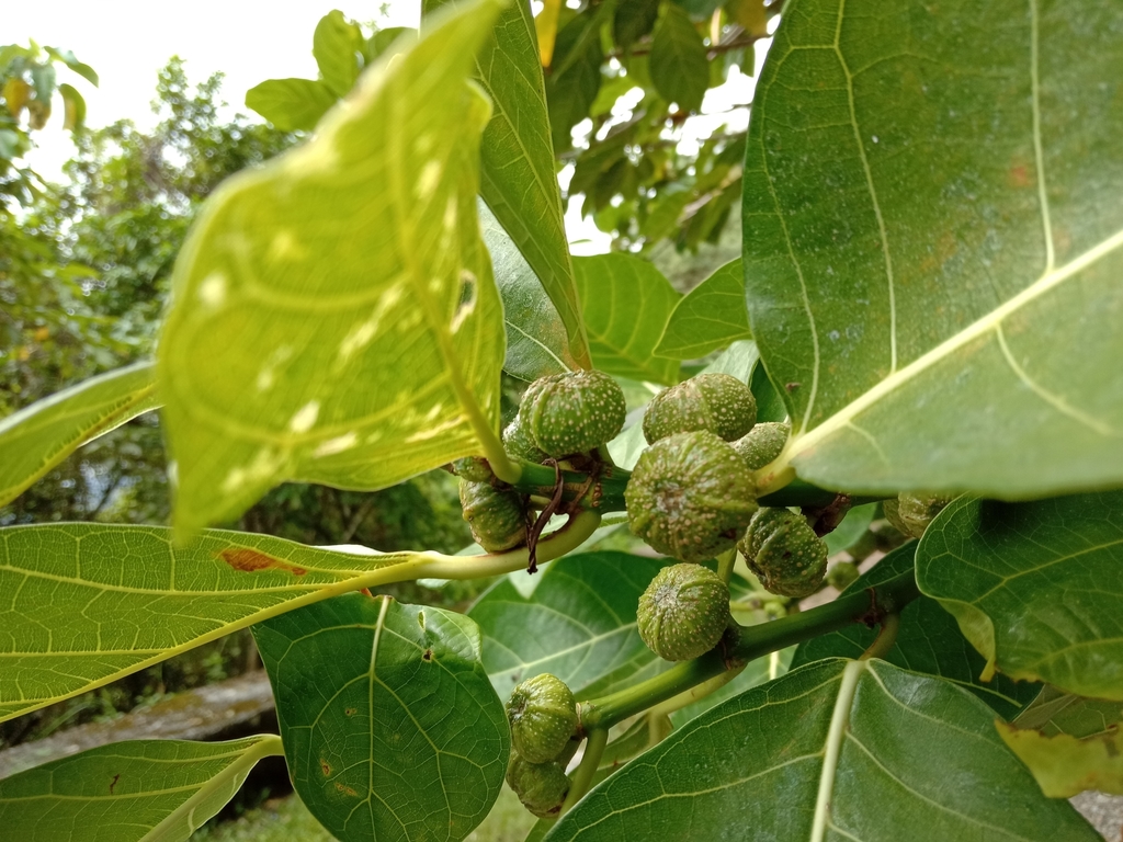 hauli tree from 972台灣花蓮縣秀林鄉水源村 on October 17, 2021 at 11:39 AM by 陳柏翰 ...
