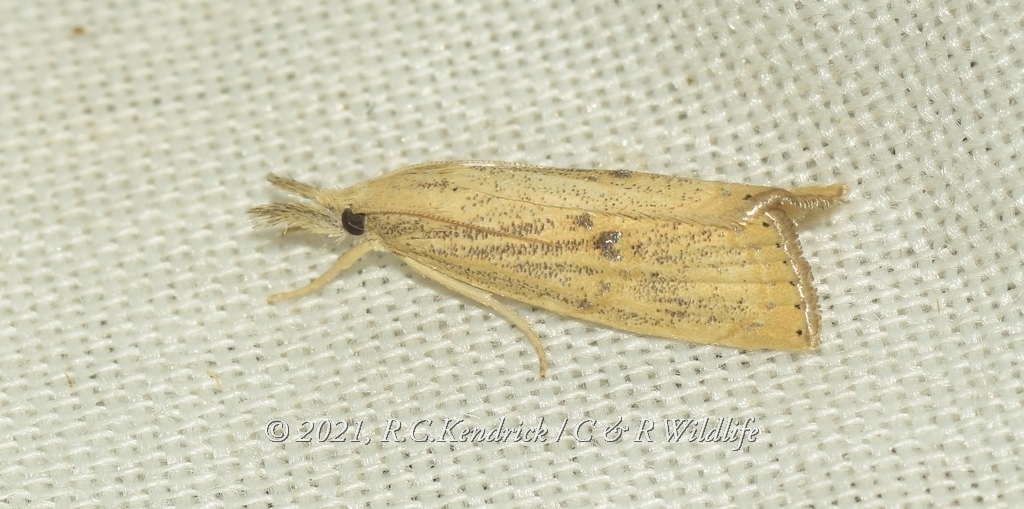 Chilo suppressalis from Lung A Pai, Lam Tsuen, Hong Kong on October 16 ...