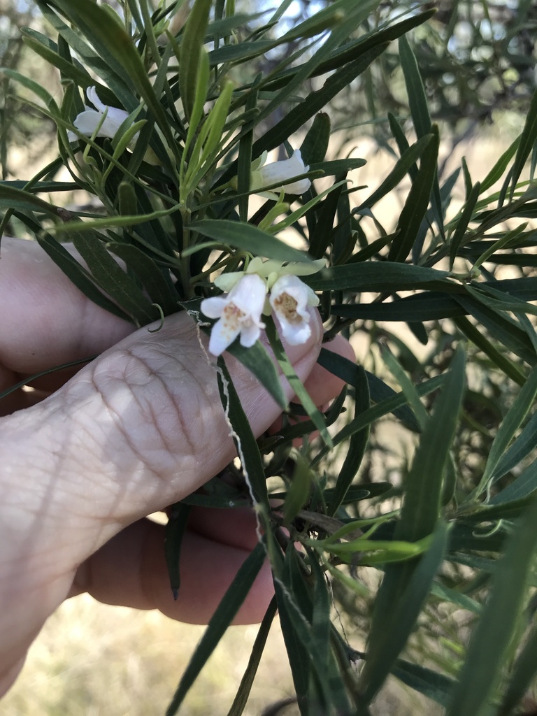 Bastard Sandalwood from Western Creek State Forest, Dunmore, QLD, AU on ...
