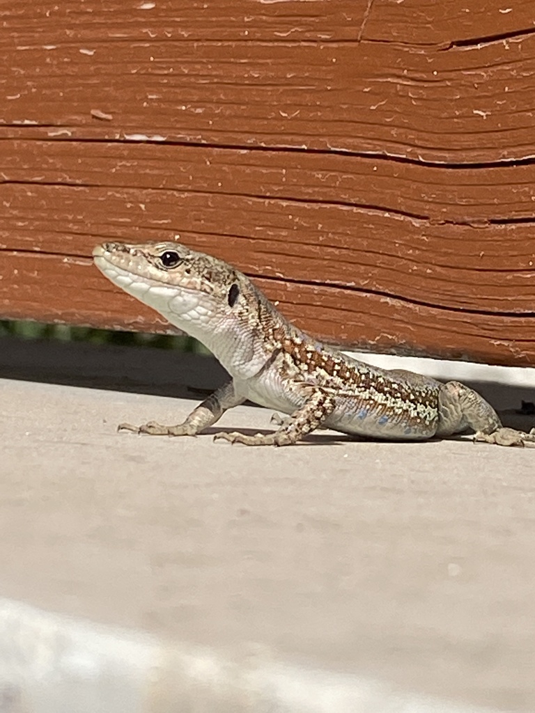 Troodos Rock Lizard from Plakas, Paphos, CY on October 17, 2021 at 02: ...
