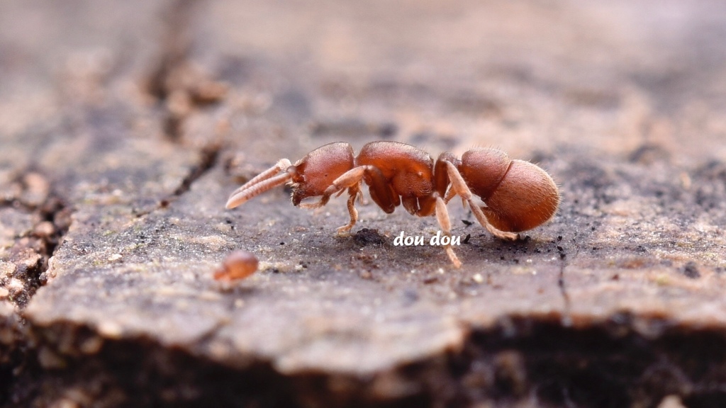 Hairy Curltail Ants from 中国江苏省南京市玄武区紫金山 on April 22, 2021 at 10:29 AM ...