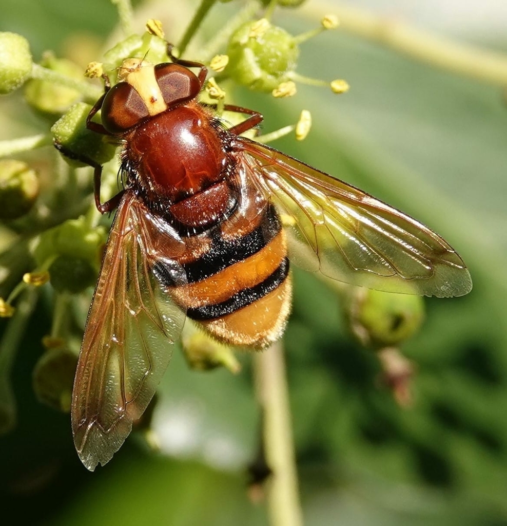 Hornet Mimic Hover Fly from Ferrara on October 17, 2021 at 04:30 PM by ...