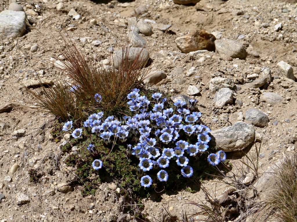 Gentiana depressa from Sagarmatha-Nationalpark, Sagarmatha, NP on ...