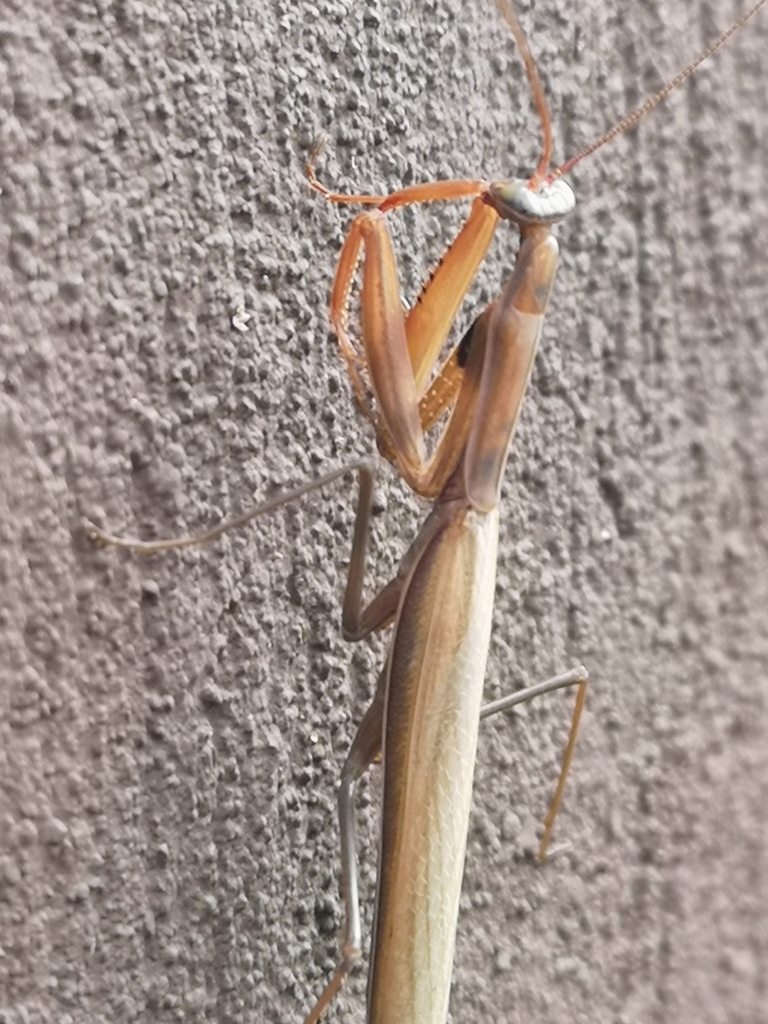 European Mantis from Nova Kapela, HR-SP, HR on October 17, 2021 at 09: ...