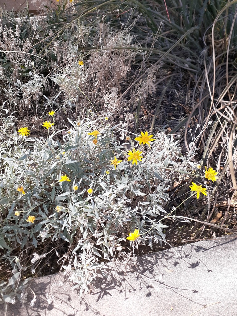 hairyseed bahia from 500 W University Ave, El Paso, TX 79968, USA on ...