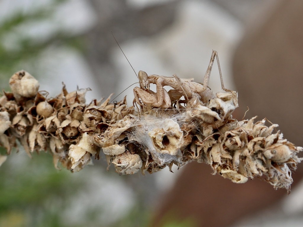 European Dwarf Mantis from Lefktro, Lefktro, Messenien, GR on August 21 ...