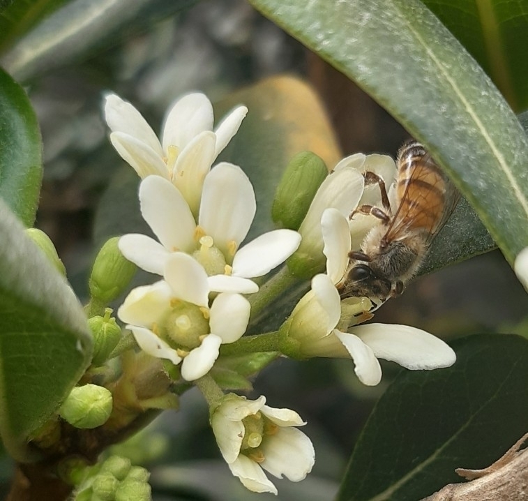 Western Honey Bee from Lurin, Perú on October 17, 2021 at 02:54 PM by ...