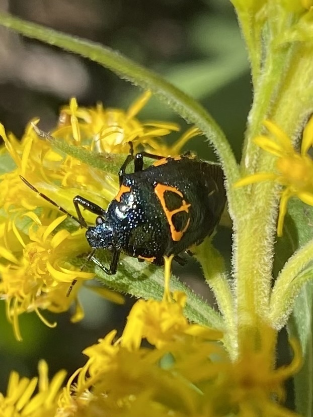 Anchor Stink Bug from S Lakeshore Dr, Homewood, AL, US on October 17 ...