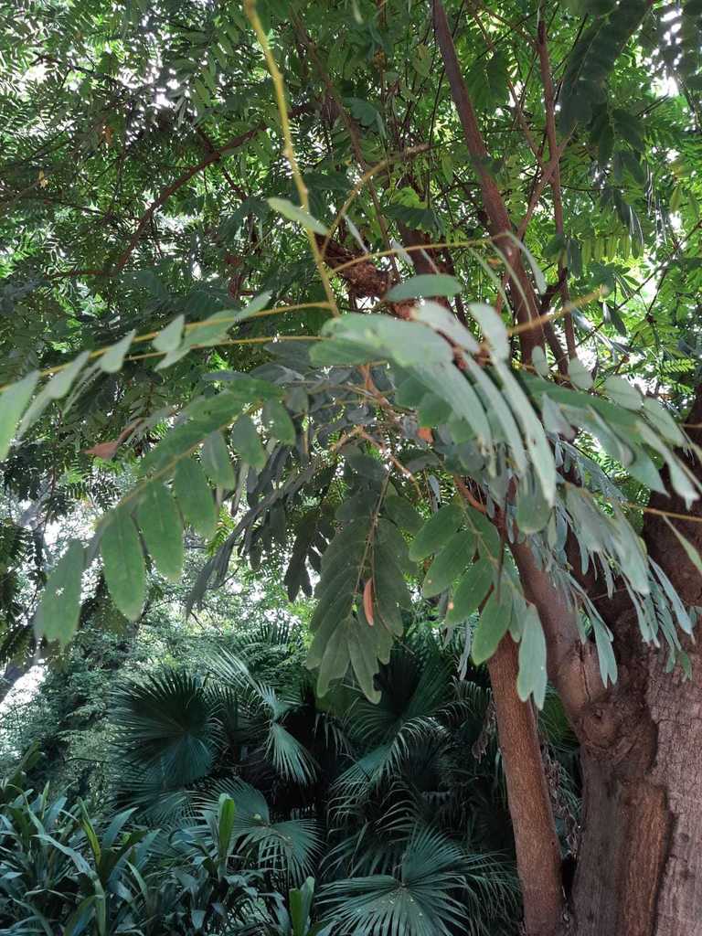 Kassod Tree from South Delhi, New Delhi, Delhi, India on September 30 ...