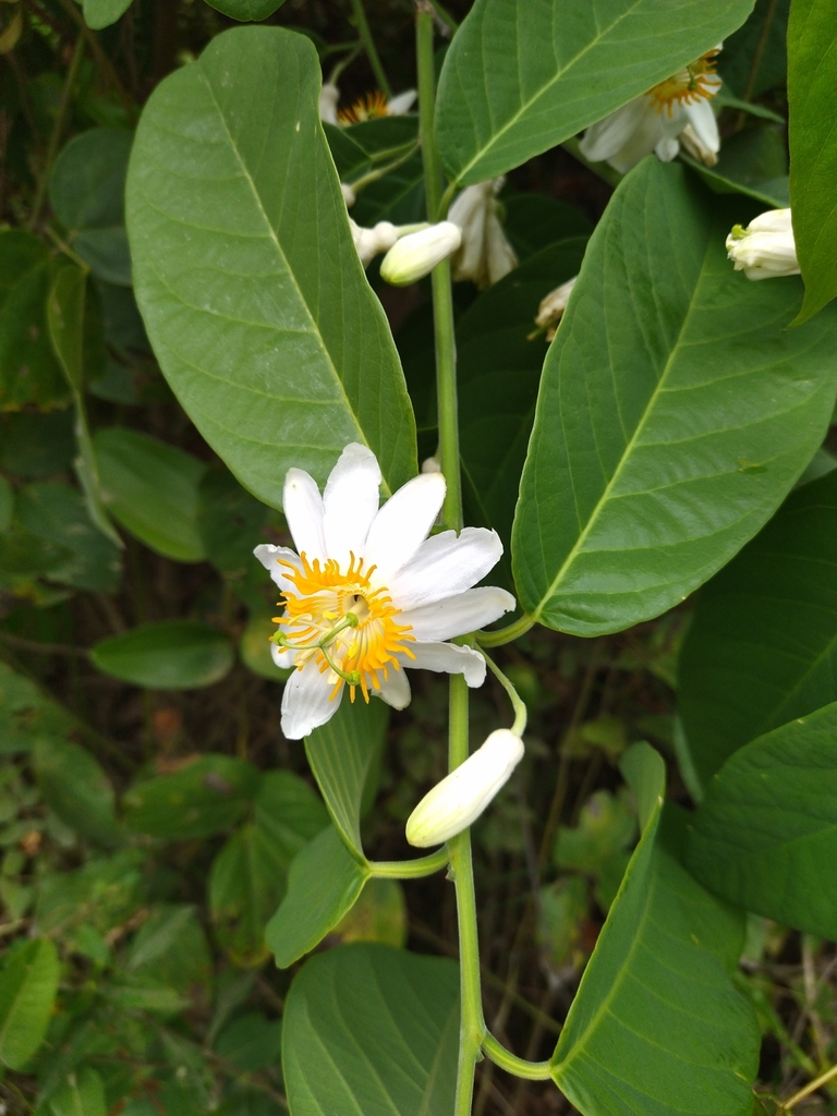 Passiflora emarginata from Rivera, Huila, Colombia on October 09, 2021 ...
