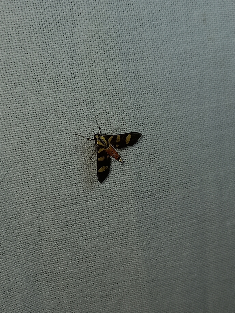 Orange-spotted Flower Moth from St. Ann Parish, Jamaica on October 09 ...