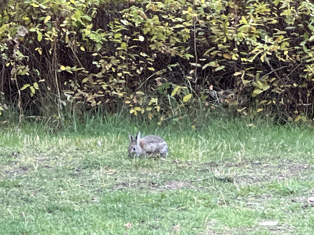 Cottontail Rabbits from Deschutes County, US-OR, US on October 17, 2021 ...