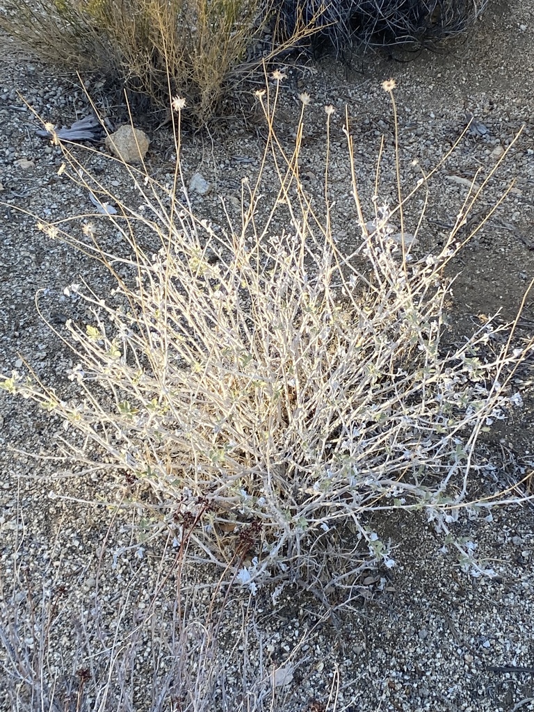 Brittlebush from Santa Rosa and San Jacinto Mountains National Monument ...