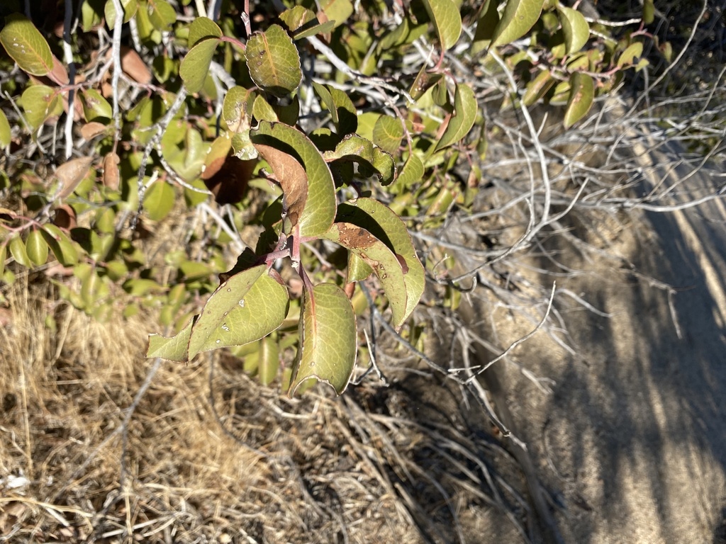 sugar bush from Santa Rosa and San Jacinto Mountains National Monument ...