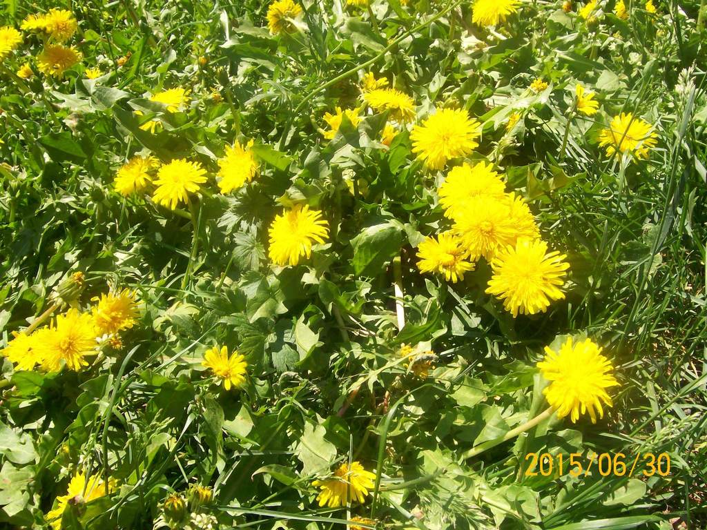 Taraxacum dealbatum from Khujirt, Mongolia on June 30, 2015 at 02:46 PM ...