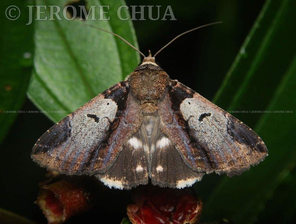 Ercheia cyllaria from Tengah, Singapore on July 25, 2015 at 09:22 PM by ...