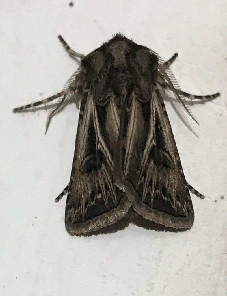 Agrotis from Caldwell County, NC, USA on October 17, 2021 at 08:03 PM ...