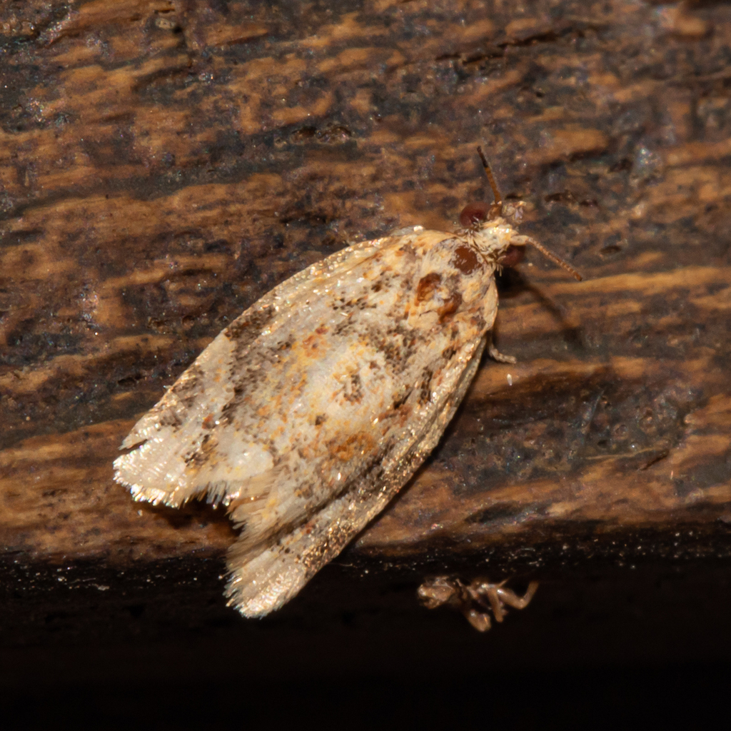 Red-banded Leafroller Moth from Patuxent Research Refuge, Anne Arundel ...