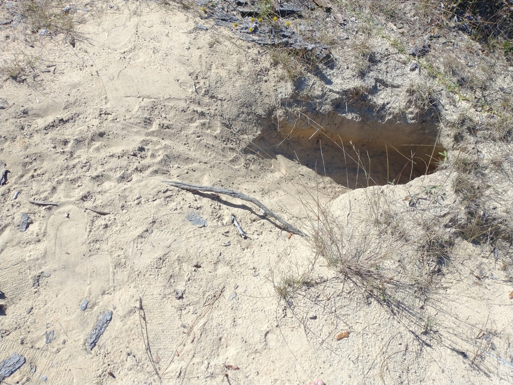 Gopher Tortoise in October 2021 by i like lizards · iNaturalist