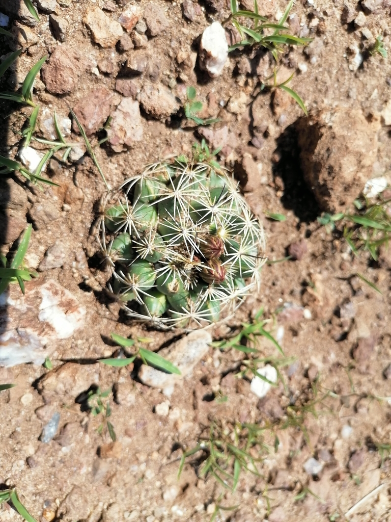 Long-tubercled Cory Cactus in July 2021 by Esperanza García · iNaturalist