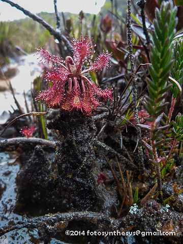 Drosera roraimae from Mount Roraima on April 9, 2011 at 12:16 PM by ...