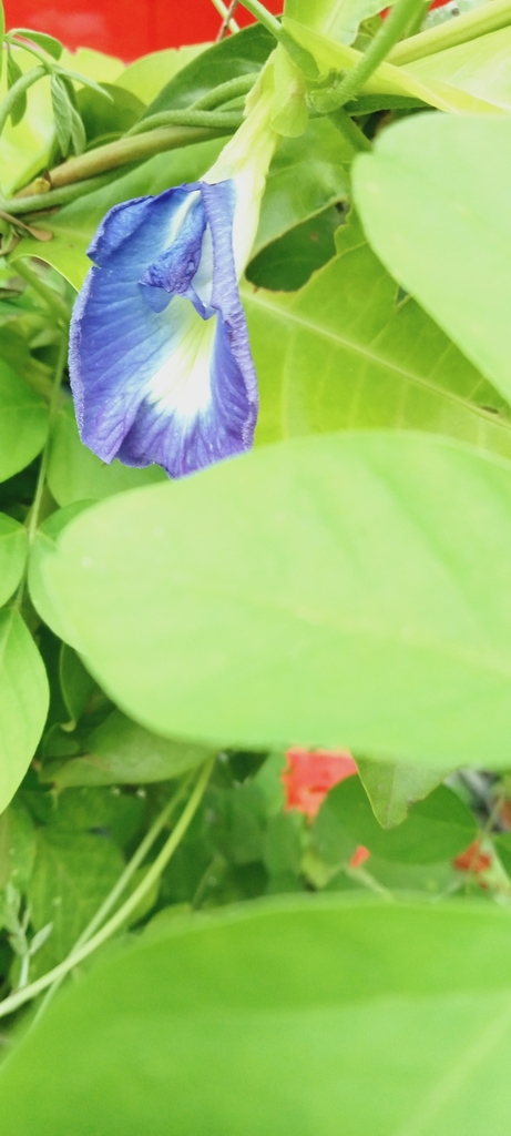 Blue Pea from Kodungallur on October 18, 2021 at 02:08 PM by Malavika ...