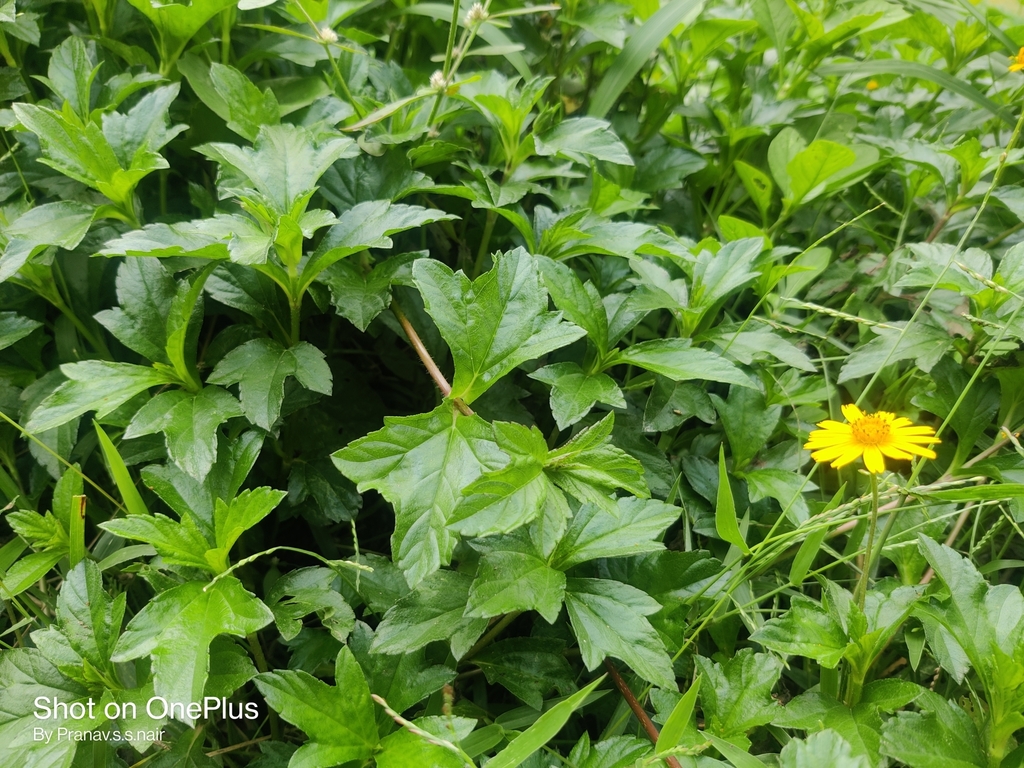 Sphagneticola from Pulayanarkotta, Thiruvananthapuram, Kerala, India on ...
