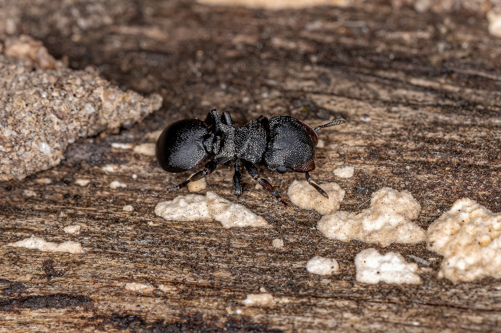 Pusillus-group Turtle Ants from Itajá - GO, 75815-000, Brasil on ...