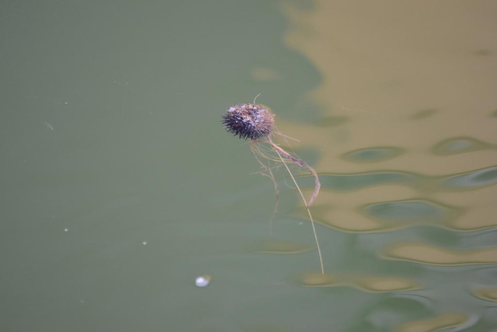 Nephelium from Bukit Panjang, Singapore on October 18, 2021 at 04:30 PM ...