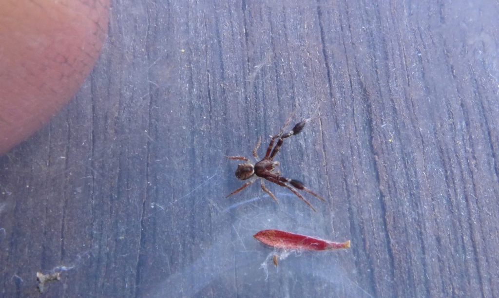 Bearded-legs Crab Spider from Porongurup WA 6324, Australia on October ...
