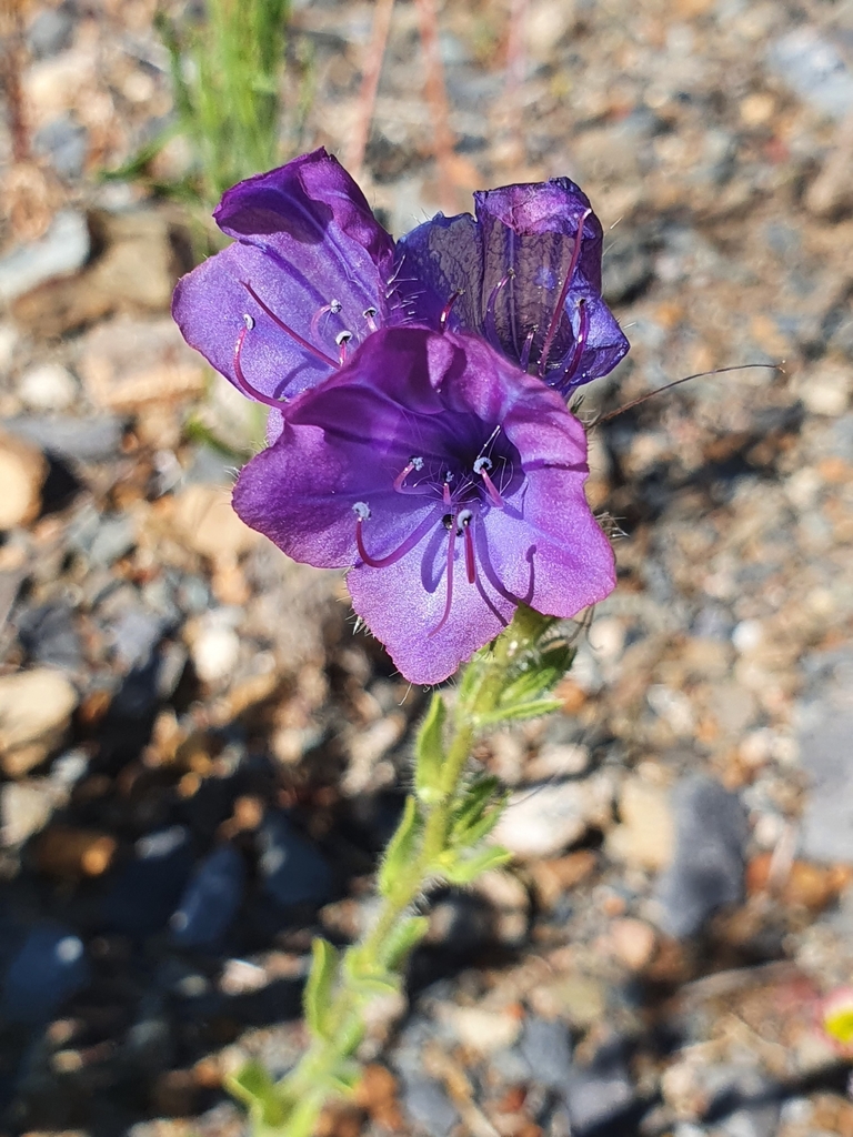 purple viper's-bugloss from Rhodes Ave & Kirstenbosch Dr, Newlands ...