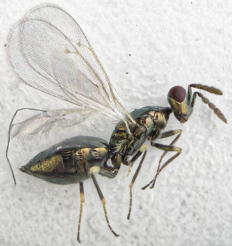 Diglyphus isaea · iNaturalist