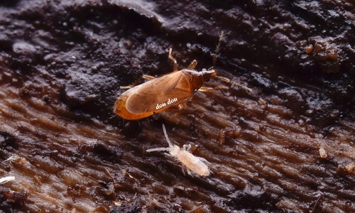 Genus Lasiochilus · iNaturalist United Kingdom