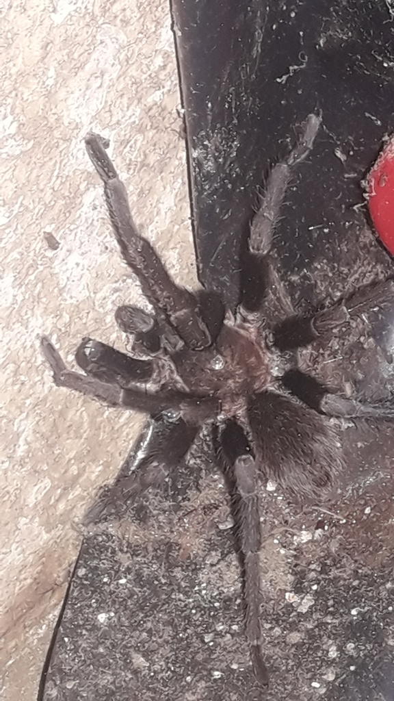 Fossorial Tarantula from F59M+XGJ, Buenos Aires, Nicaragua on October ...
