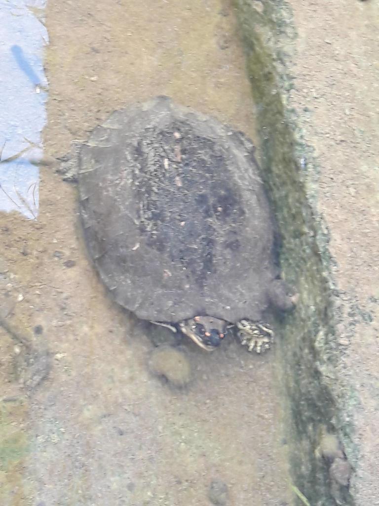 Spotted-legged Turtle from Mayaro Rio Claro Regional Corporation ...