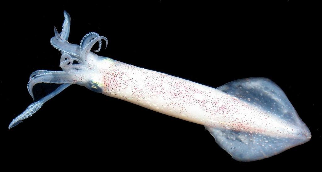 Southern Shortfin Squid from South of Big Pine Key, Florida Keys. on ...