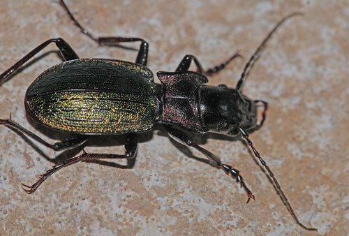 Carabus auriculatus · iNaturalist