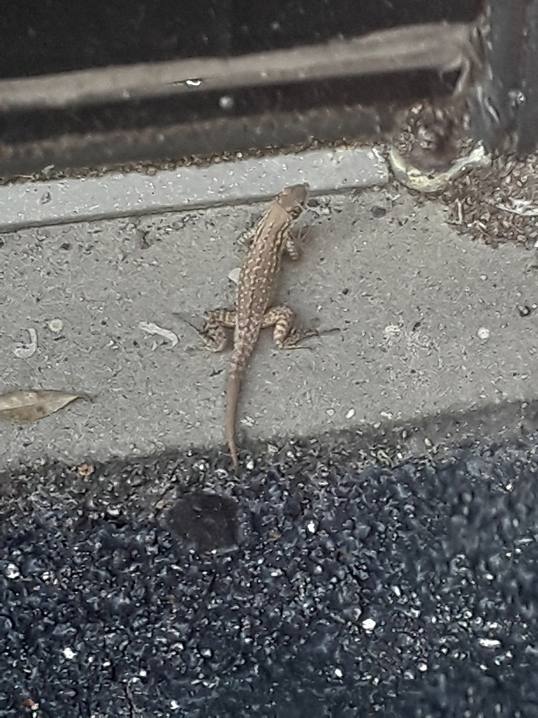 Northern Curly-tailed Lizard from Meeting St / Broad St, Charleston, SC ...