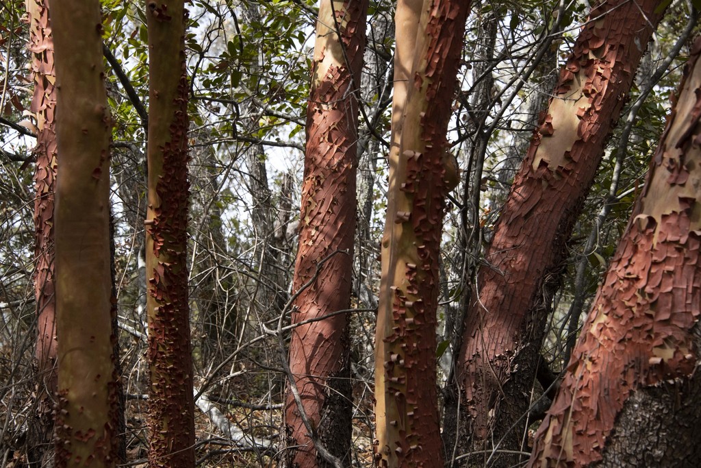 Pacific madrone from Contra Costa County, CA, USA on October 17, 2021 ...