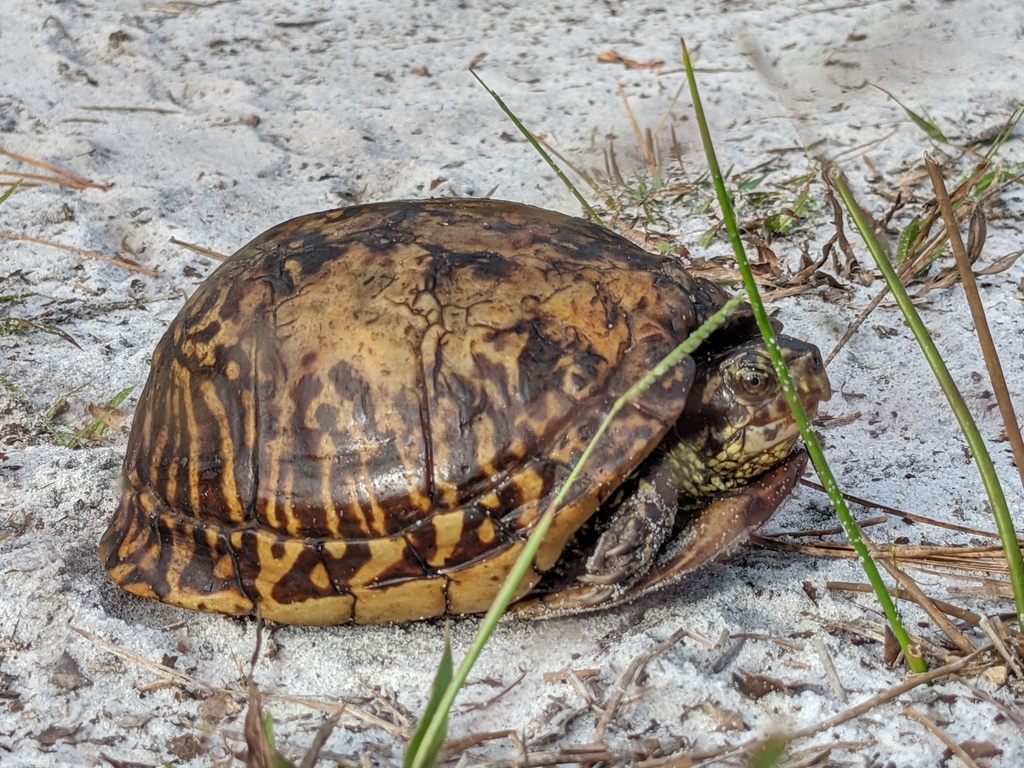 Florida Box Turtle from Poinciana, FL 34759, USA on October 14, 2021 at ...