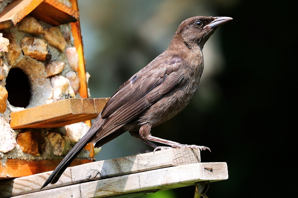 Cardinal-sized bird with serious toenails in Mid-atlantic US : r ...