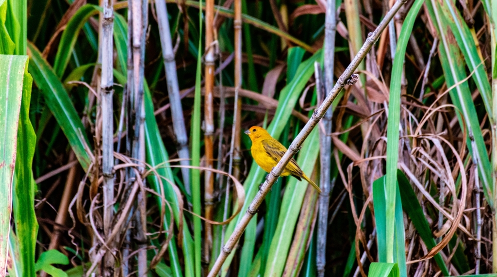 Saffron Finch from Carlos Barbosa on March 2, 2019 at 03:05 PM by Lucas ...