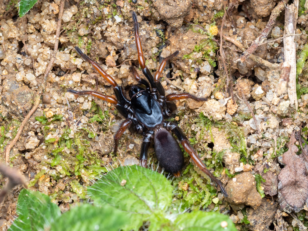 Damarchus workmani from Penang Botanic Gardens, Mukim 17 (Batu Feringgi ...