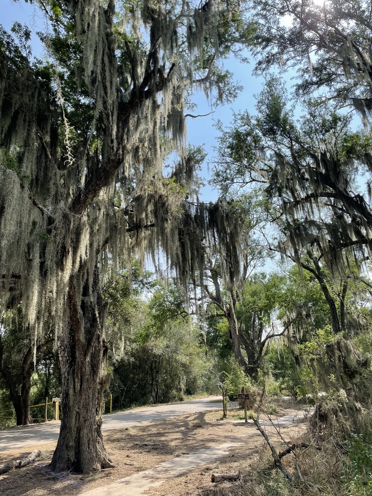 Spanish moss from Wildlife Dr, Alamo, TX, US on October 14, 2021 at 02: ...